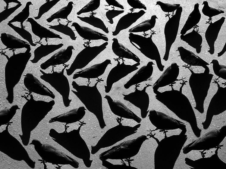 Photo of the Day: Shadow Birds » Design You Trust — Design Daily Since 2007