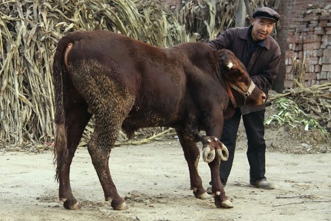 6-Legged Lamb Born in Georgia Plus 16 Other Bizarre Creatures » Design ...