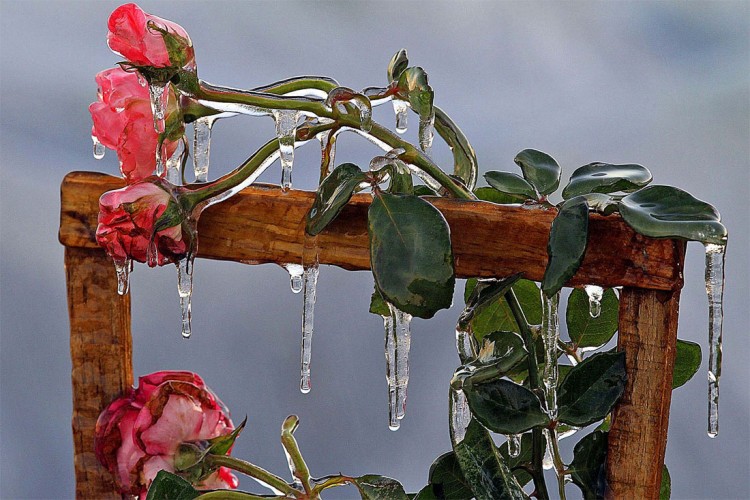 Photo of the Day: Frozen Roses » Design You Trust — Design Daily Since 2007