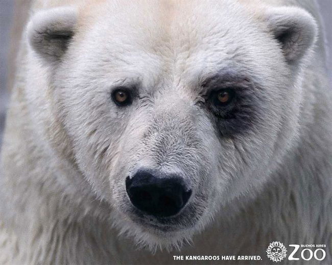 Funny Zoo Advertisements » Design You Trust — Design Daily Since 2007