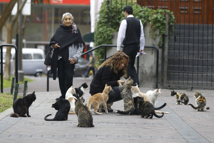 Photo of the Day: Moar Catz Pleez » Design You Trust — Design Daily ...