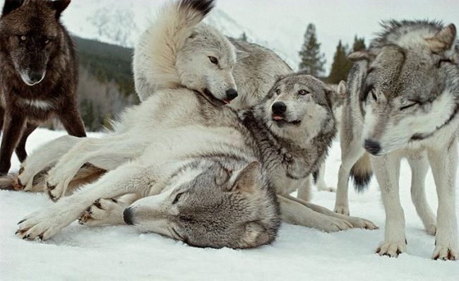 Living With Wolves » Design You Trust — Design Daily Since 2007