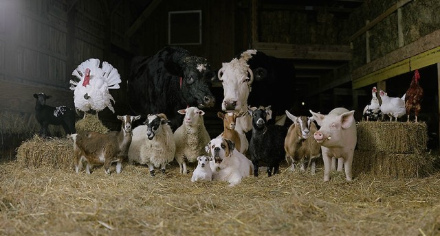 All one family | Farm animals, Barnyard animals, Animal tumblr