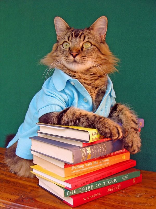 Lorenzo The Cat by Joann Biondi » Design You Trust — Design Daily Since ...