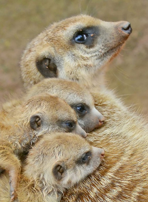 Baby Zoo Animals, Part 2 » Design You Trust — Design Daily Since 2007