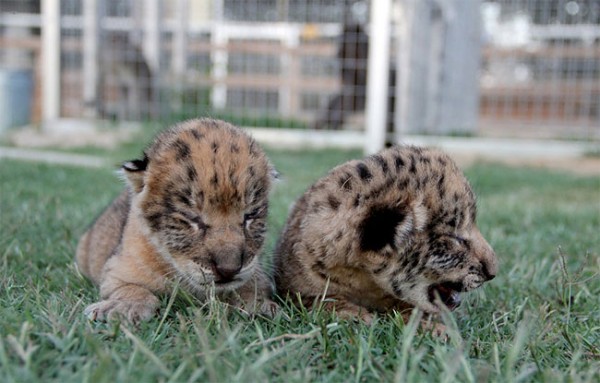 World’s First “Liliger” Born in US » Design You Trust — Design Daily ...