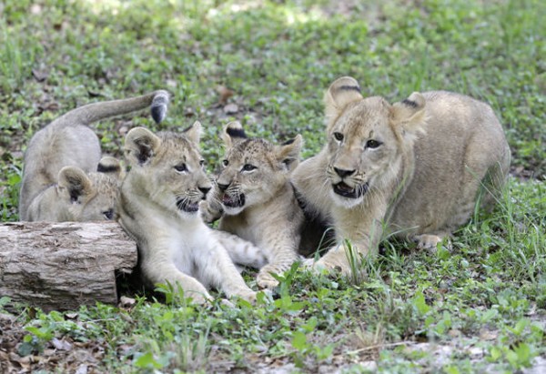 Baby Zoo Animals, Part 1 » Design You Trust — Design Daily Since 2007