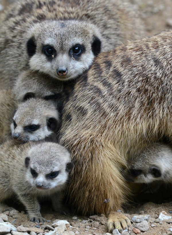Baby Zoo Animals, Part 1 » Design You Trust — Design Daily Since 2007