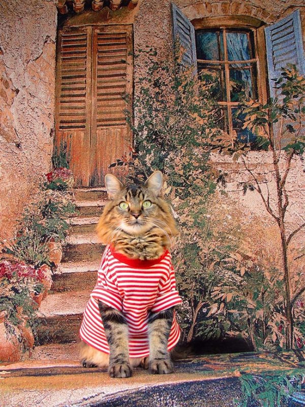Lorenzo The Cat by Joann Biondi » Design You Trust — Design Daily Since ...