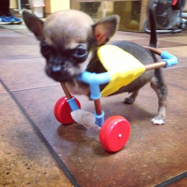 This Dog Has A Wheelchair Made Out Of Children’s Toys » Design You ...