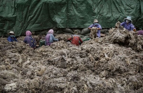 Chinese Workers Prepare Australian Sheep’s Wool for Fashion Industry ...