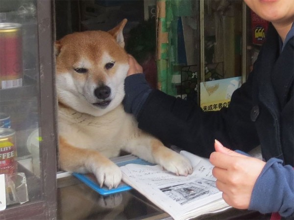 Dog Shopkeeper from Musashi-Koganei,Tokyo » Design You Trust — Design ...