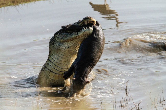 An Enormous Crocodile Mauls a Young Hippo in South Africa » Design You ...
