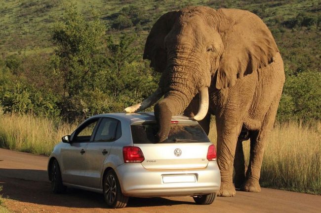 Elephant vs Car » Design You Trust — Design Daily Since 2007