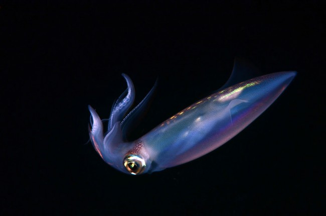 2014 National Geographic Photo Contest, Week 5 » Design You Trust ...