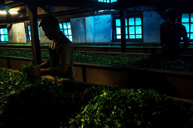 The Making of India’s Most Expensive Tea » Design You Trust — Design ...