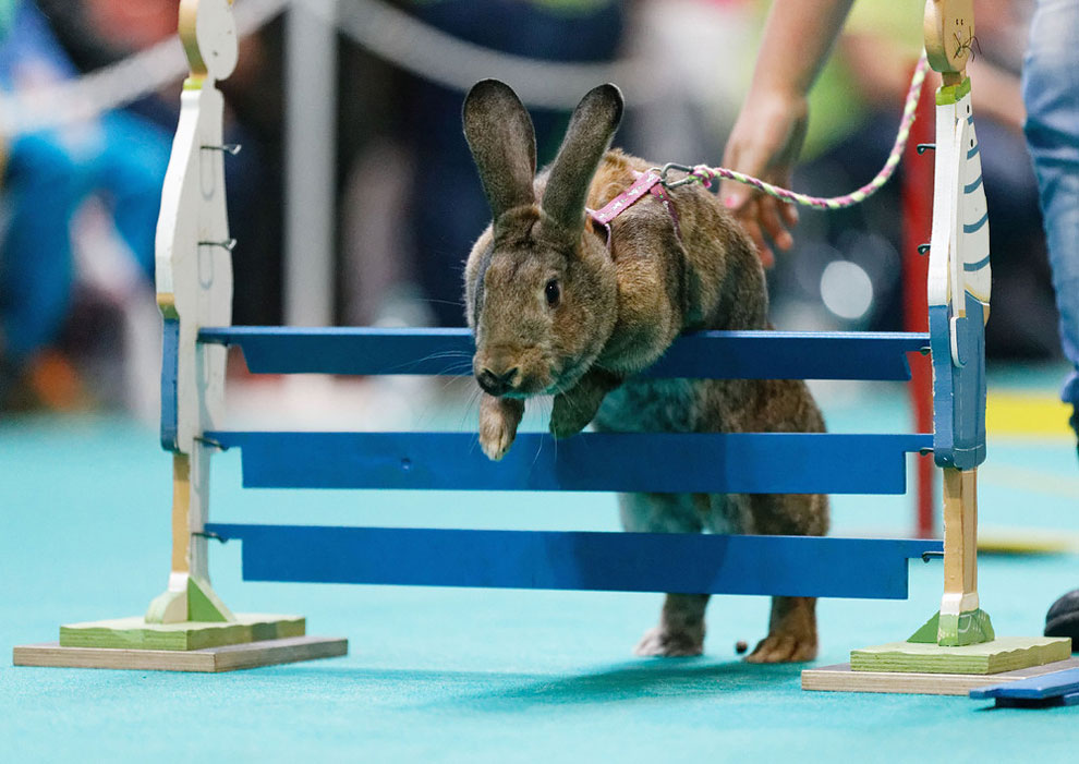 Rabbit Showjumping at an Animal Fair in Stuttgart » Design You Trust ...