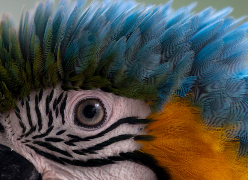 Venezuela’s Beloved Macaws » Design You Trust — Design Daily Since 2007