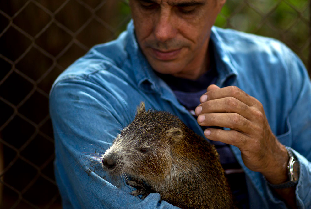 Cuban Couple Keeps Rodents Called Hutias as Pets » Design You Trust ...