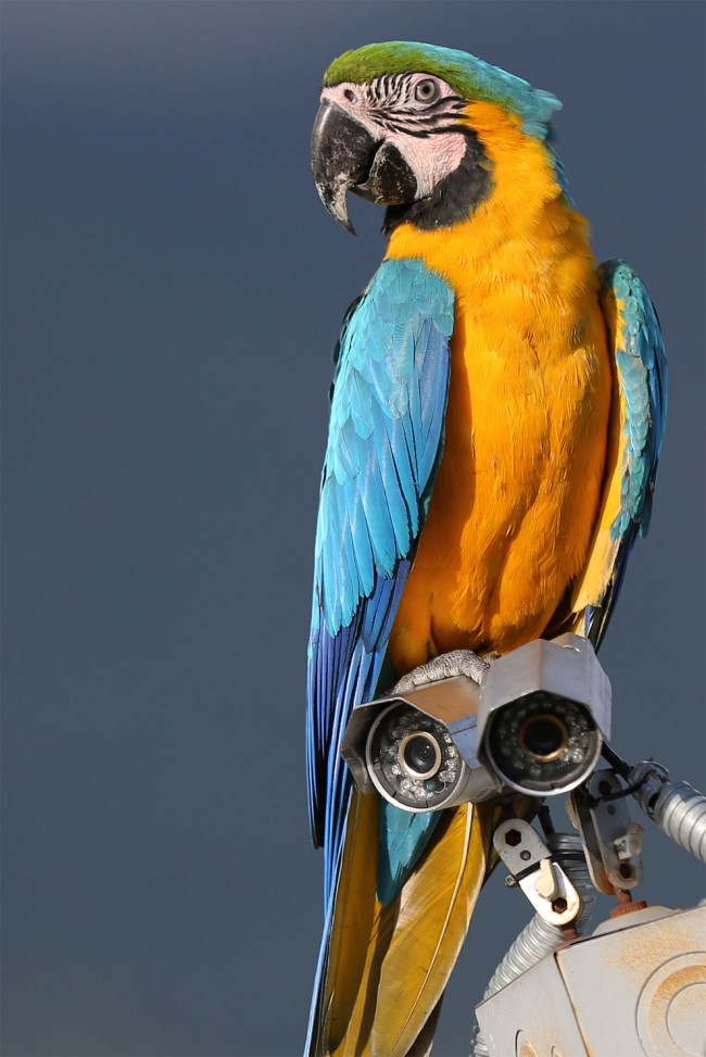 Venezuela’s Beloved Macaws » Design You Trust — Design Daily Since 2007