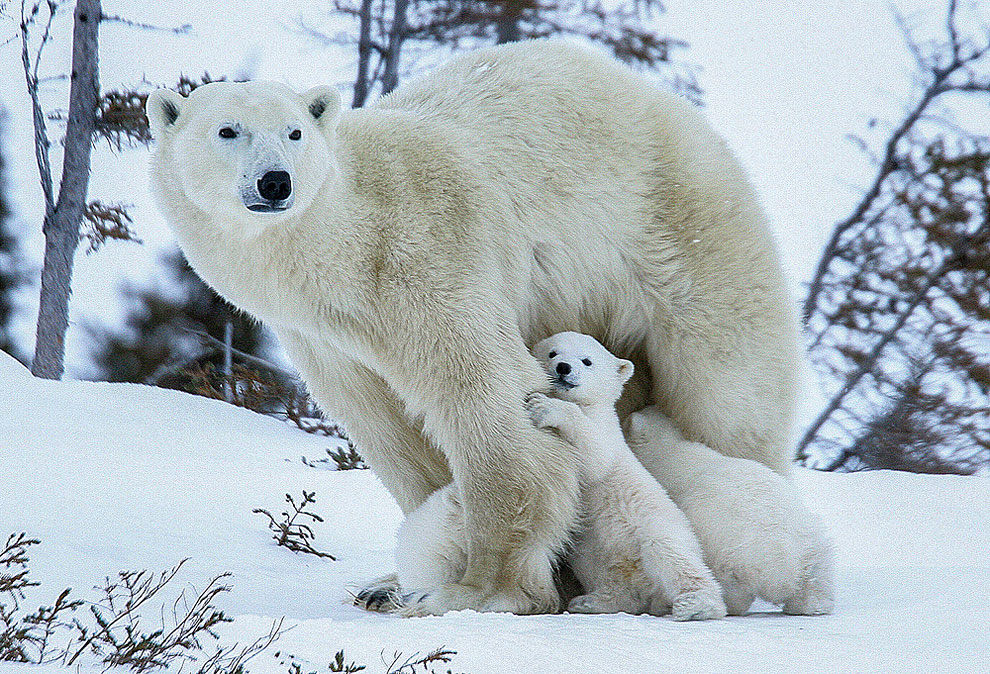 Amazing Polar Bear Photos By David Jenkins » Design You Trust — Design ...