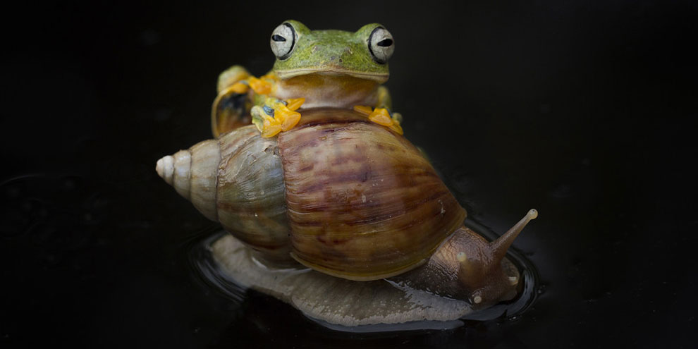 Riding a Snail » Design You Trust — Design Daily Since 2007