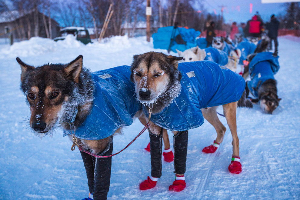 Iditarod Trail Sled Dog Race In Alaska, Part 2 » Design You Trust ...