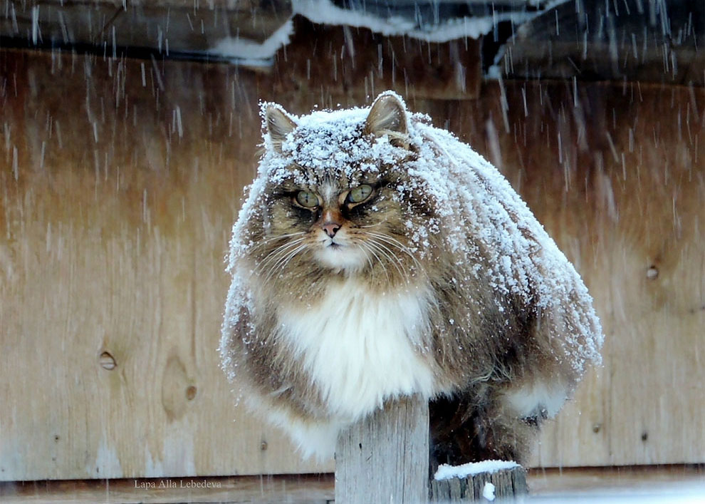 Siberian Farm Cats Are Waiting For Spring To Come In Marvelous Photos ...