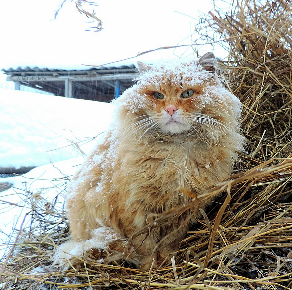 Siberian Farm Cats Are Waiting For Spring To Come In Marvelous Photos ...