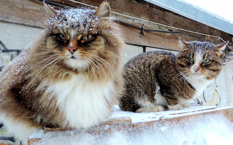 Siberian Farm Cats Are Waiting For Spring To Come In Marvelous Photos ...