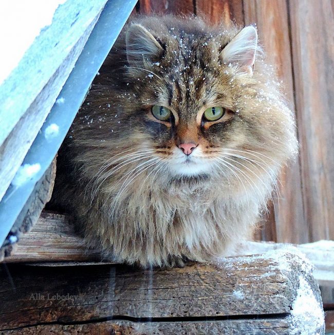 Siberian Farm Cats Are Waiting For Spring To Come In Marvelous Photos ...