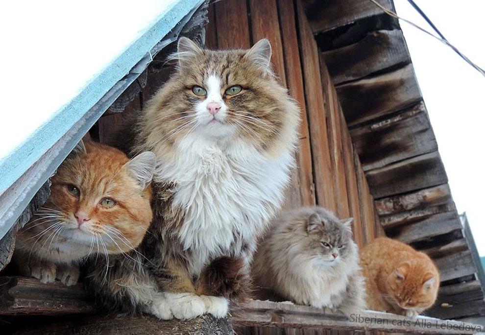Siberian Farm Cats Are Waiting For Spring To Come In Marvelous Photos ...