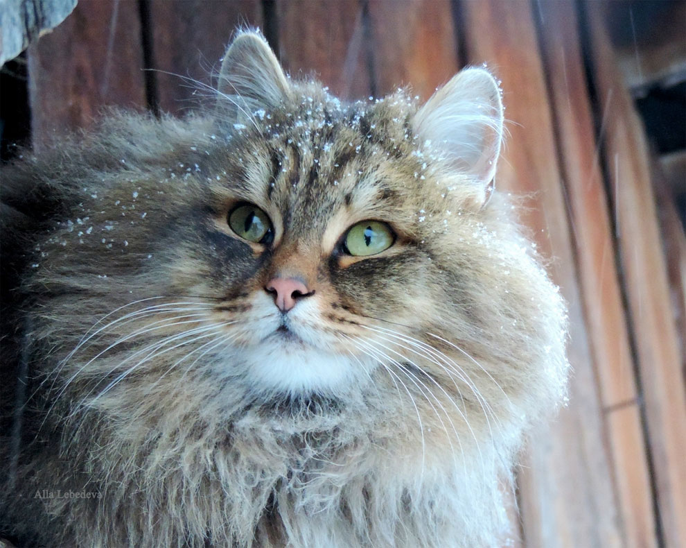 Siberian Farm Cats Are Waiting For Spring To Come In Marvelous Photos ...