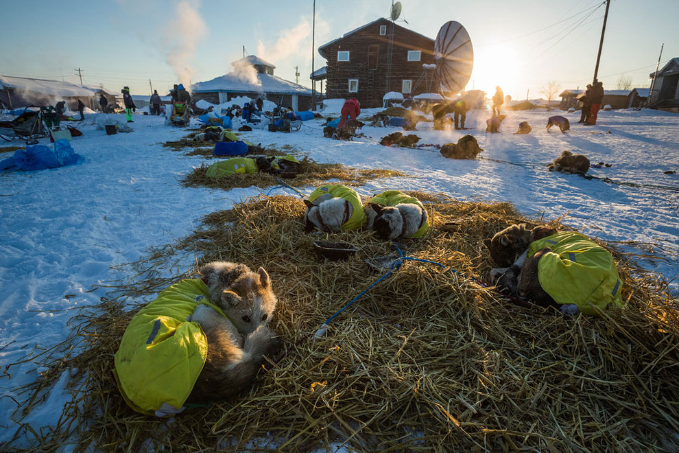 Iditarod Trail Sled Dog Race In Alaska, Part 2 » Design You Trust ...