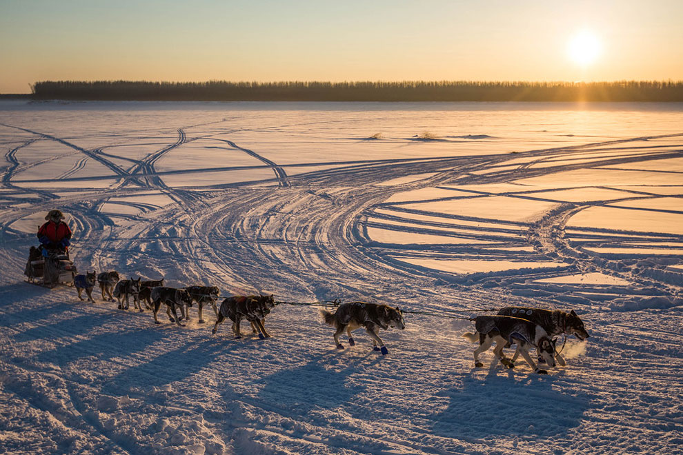 Iditarod Trail Sled Dog Race In Alaska, Part 2 » Design You Trust ...