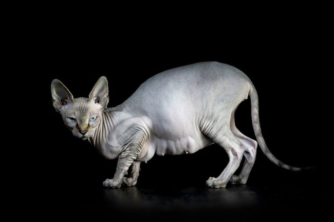 Photographer Alicia Rius Captures The Beauty Of Bald Cats » Design You ...