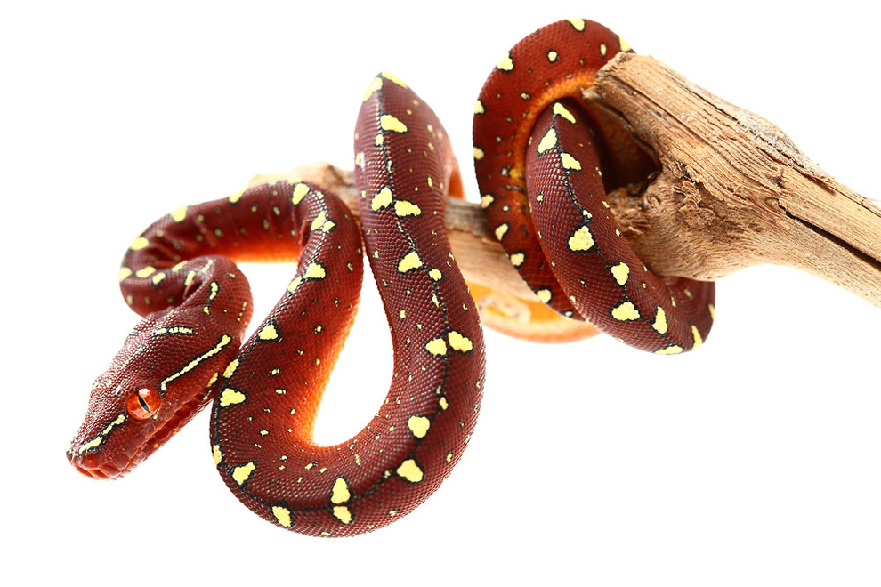 Reptiles – Life On White » Design You Trust — Design Daily Since 2007