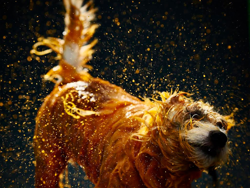 The Art Movement Created by Dogs » Design You Trust — Design Daily ...