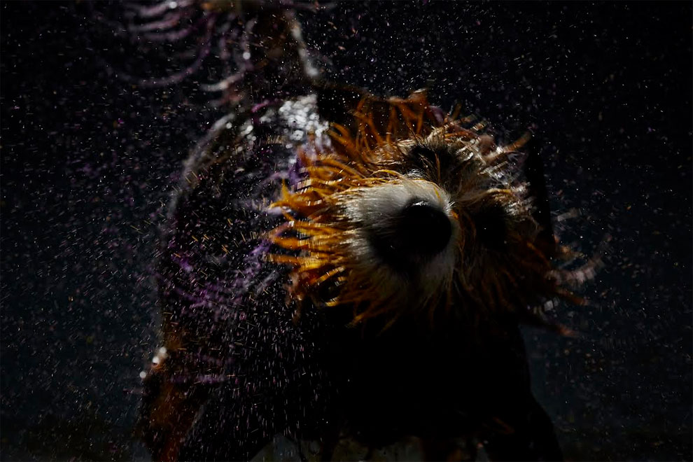 The Art Movement Created by Dogs » Design You Trust — Design Daily ...