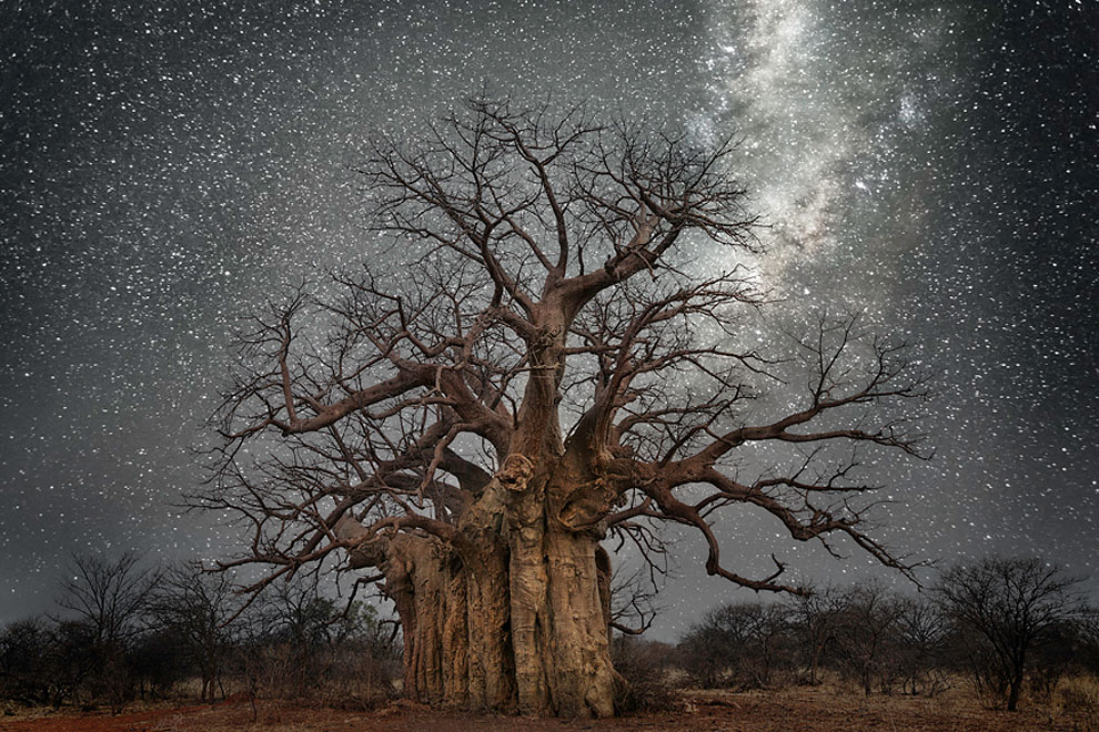 Beth Moon Photographs The World’s Oldest Trees Illuminated By Starlight ...