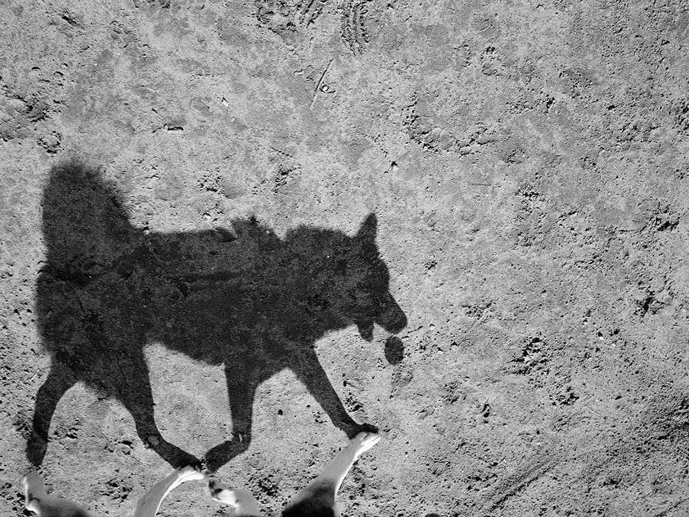 Shadow Photos of Dogs Reveal Their ‘Primal Nature’ » Design You Trust ...