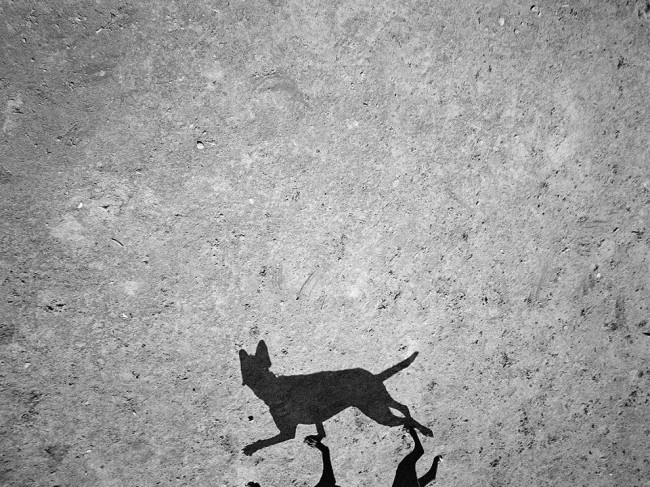 Shadow Photos of Dogs Reveal Their ‘Primal Nature’ » Design You Trust ...
