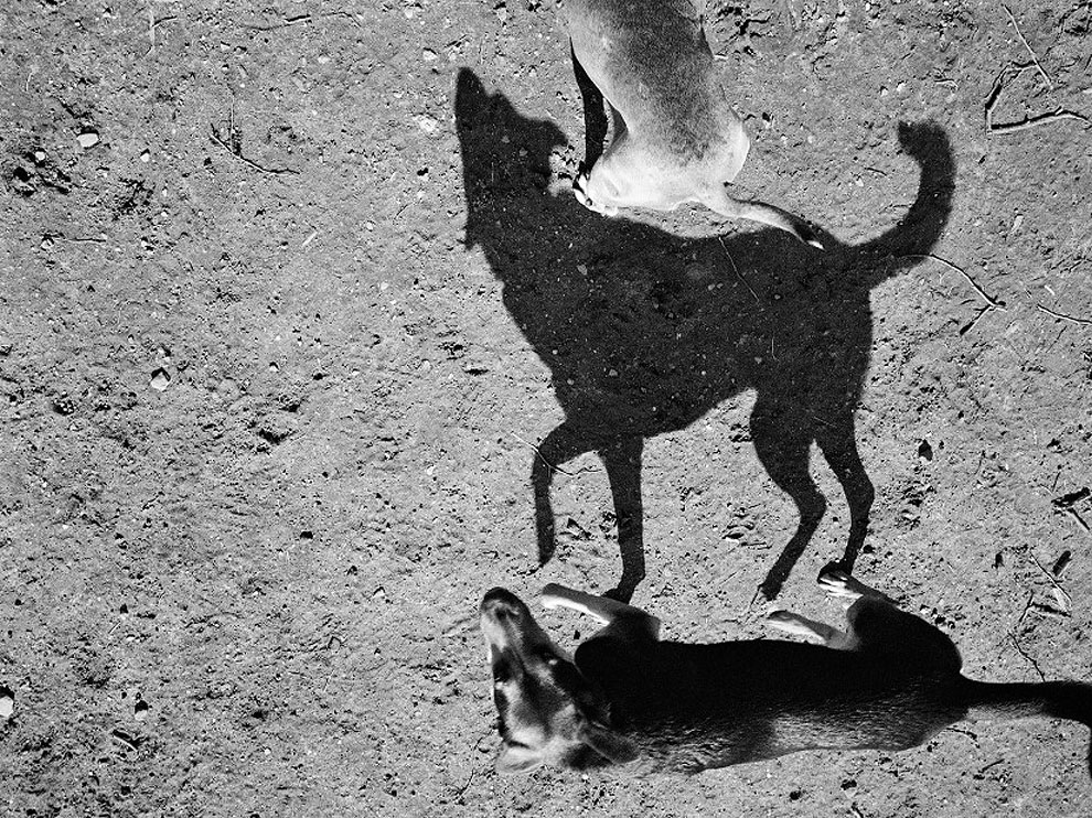 Shadow Photos of Dogs Reveal Their ‘Primal Nature’ » Design You Trust ...