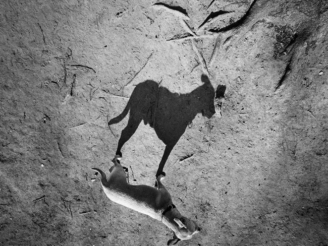 Shadow Photos of Dogs Reveal Their ‘Primal Nature’ » Design You Trust ...