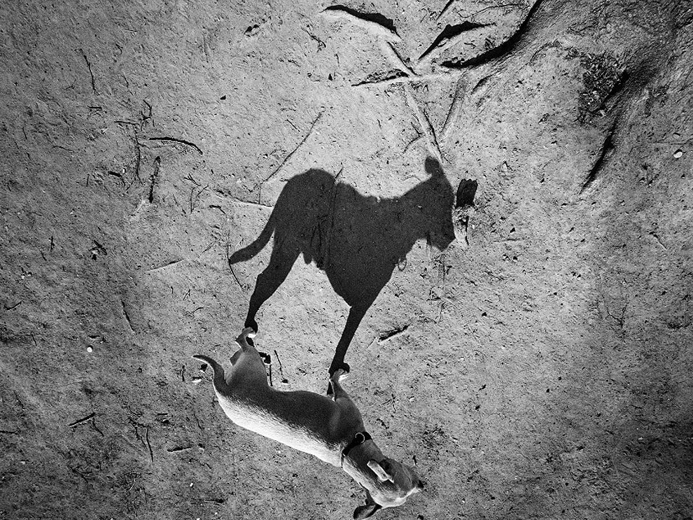 Shadow Photos of Dogs Reveal Their ‘Primal Nature’ » Design You Trust ...