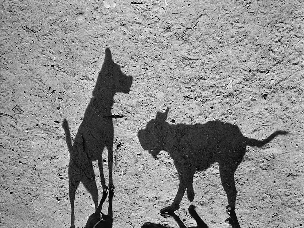 Shadow Photos of Dogs Reveal Their ‘Primal Nature’ » Design You Trust ...
