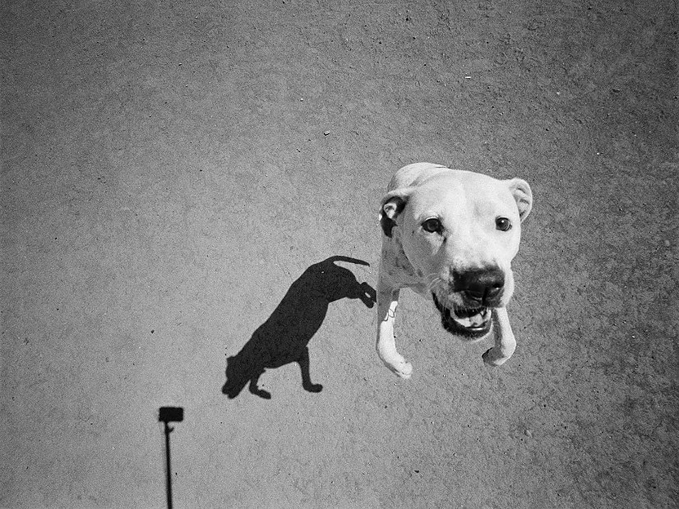 Shadow Photos of Dogs Reveal Their ‘Primal Nature’ » Design You Trust ...
