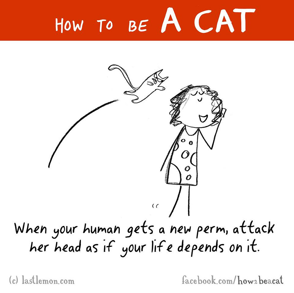 How To Be A Cat For Dummies » Design You Trust — Design Daily Since 2007