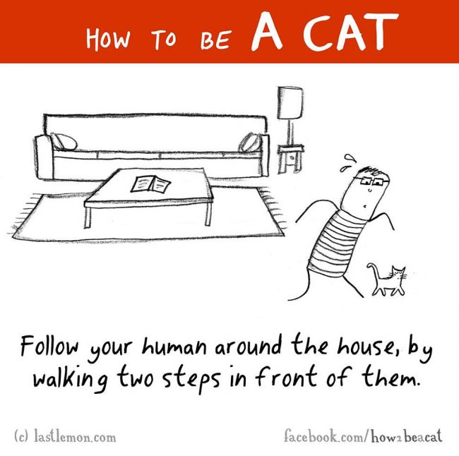 How To Be A Cat For Dummies » Design You Trust — Design Daily Since 2007