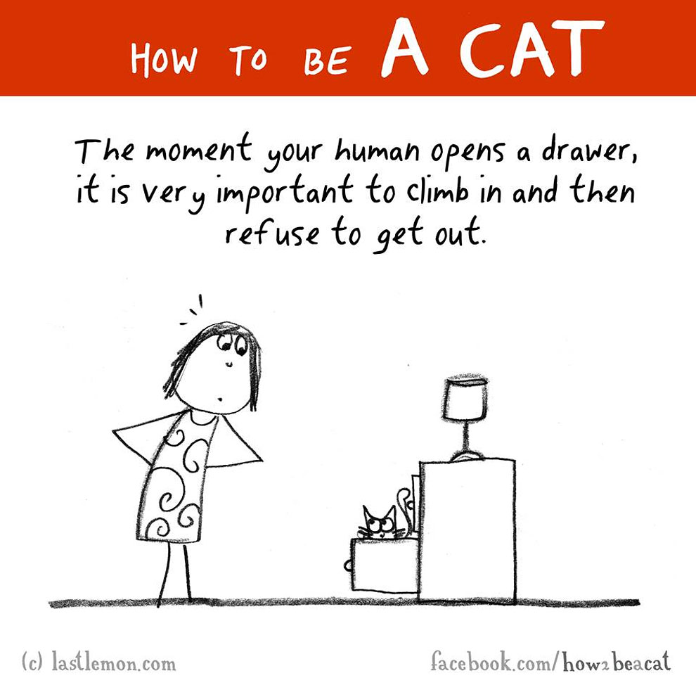 How To Be A Cat For Dummies » Design You Trust — Design Daily Since 2007